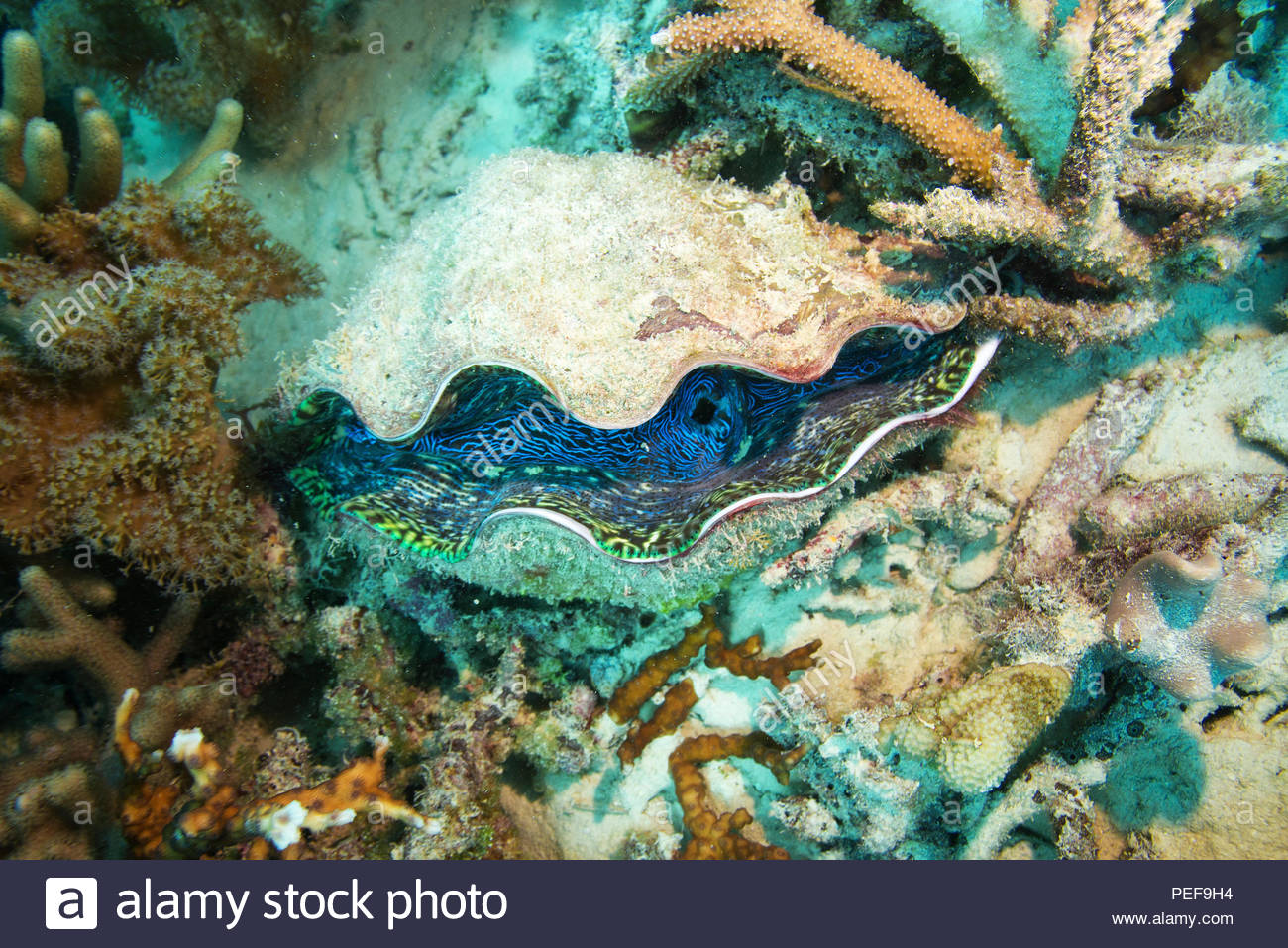 Giant Clam Great Barrier Reef Stock Photos & Giant Clam Great Barrier ...