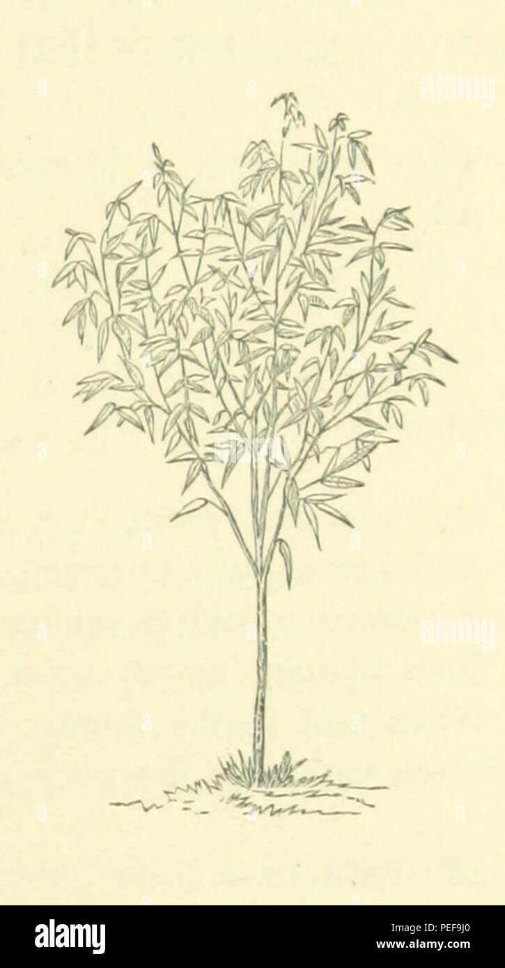 Image taken from page 223 of '[Lays of Ind ... Third edition.]' Stock ...