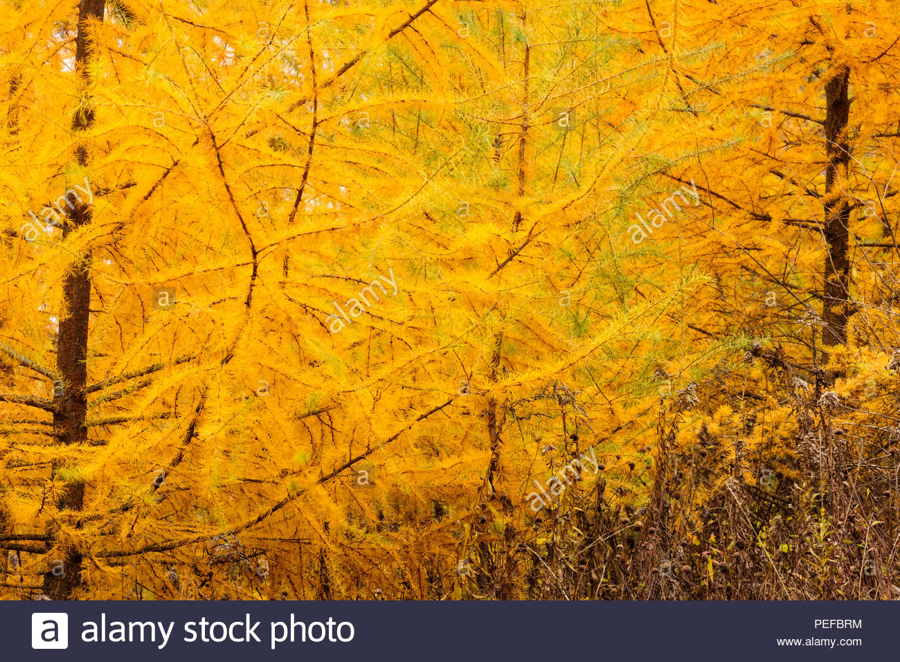 Tamarack Stock Photos & Tamarack Stock Images - Alamy