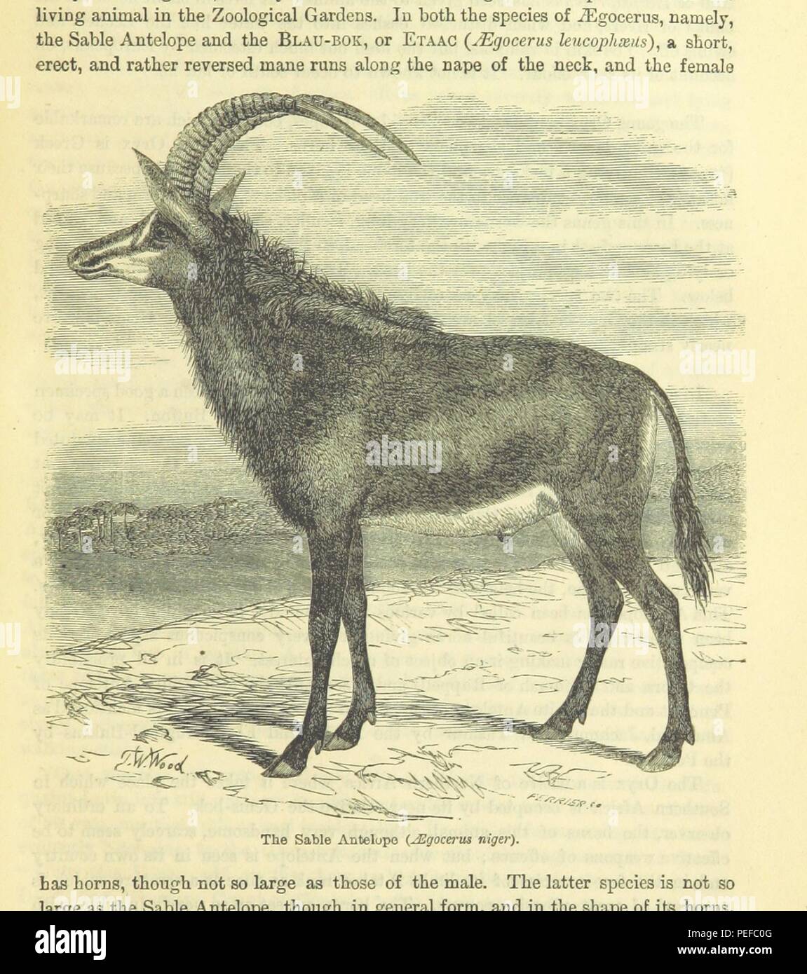 Image taken from page 921 of 'Beeton's Historical Romances, Daring ...