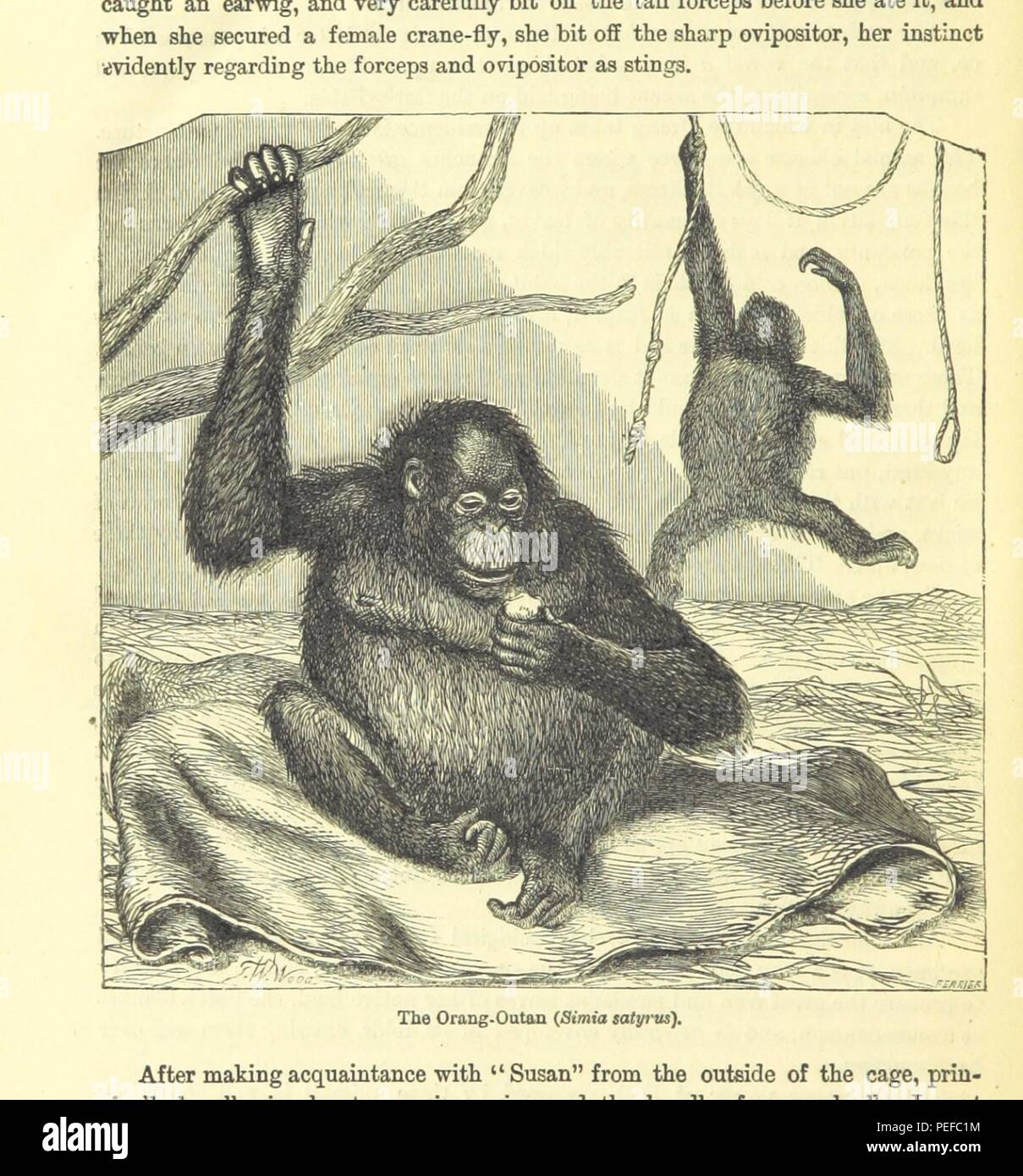 Image taken from page 1154 of 'Beeton's Historical Romances, Daring ...
