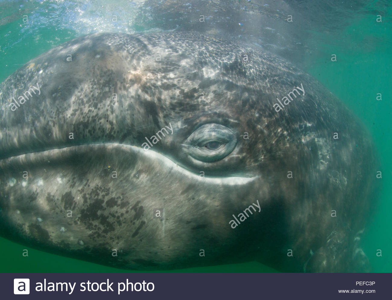 Whale Face High Resolution Stock Photography and Images - Alamy