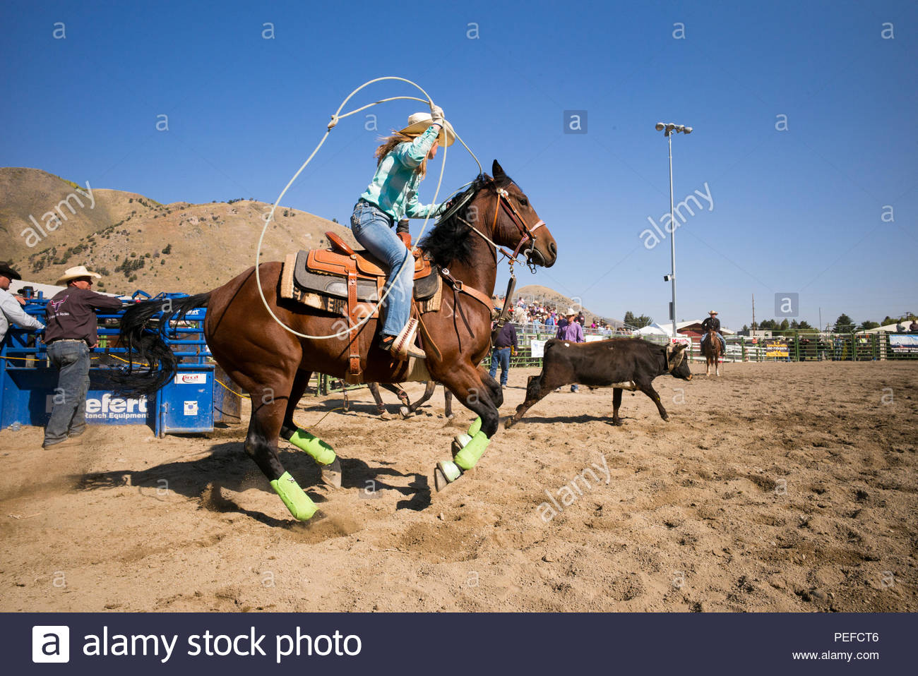 Girl Roping Calf Stock Photos & Girl Roping Calf Stock Images - Alamy