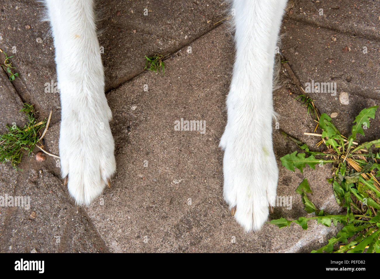 White swiss shepherd dog paws top view Stock Photo - Alamy