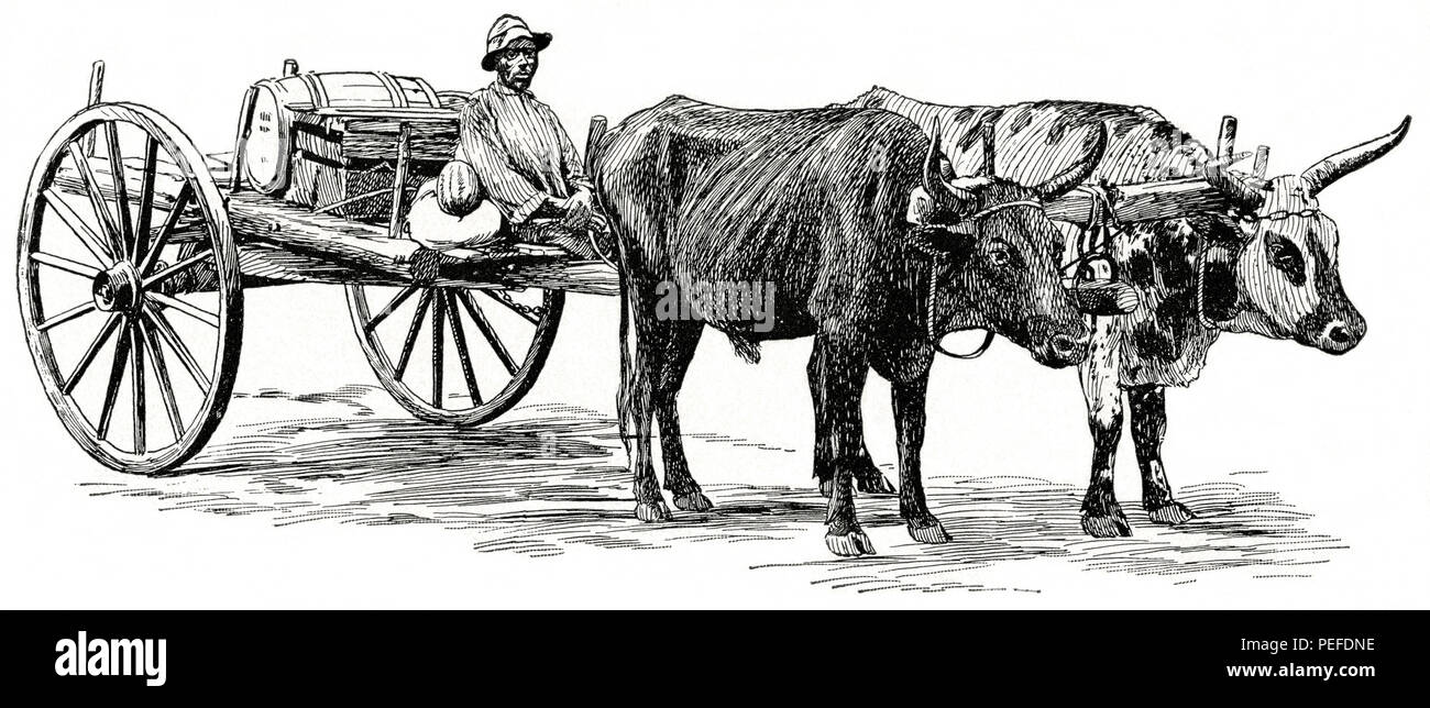 Ox oxen transportation hi-res stock photography and images - Alamy