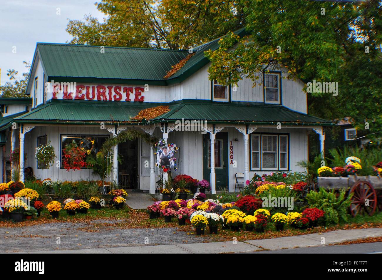 Beautiful colors of a flower shop Stock Photo - Alamy