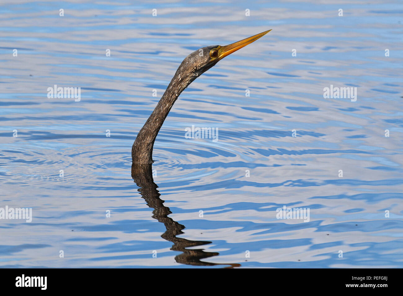 Anhinga swimming hi-res stock photography and images - Alamy
