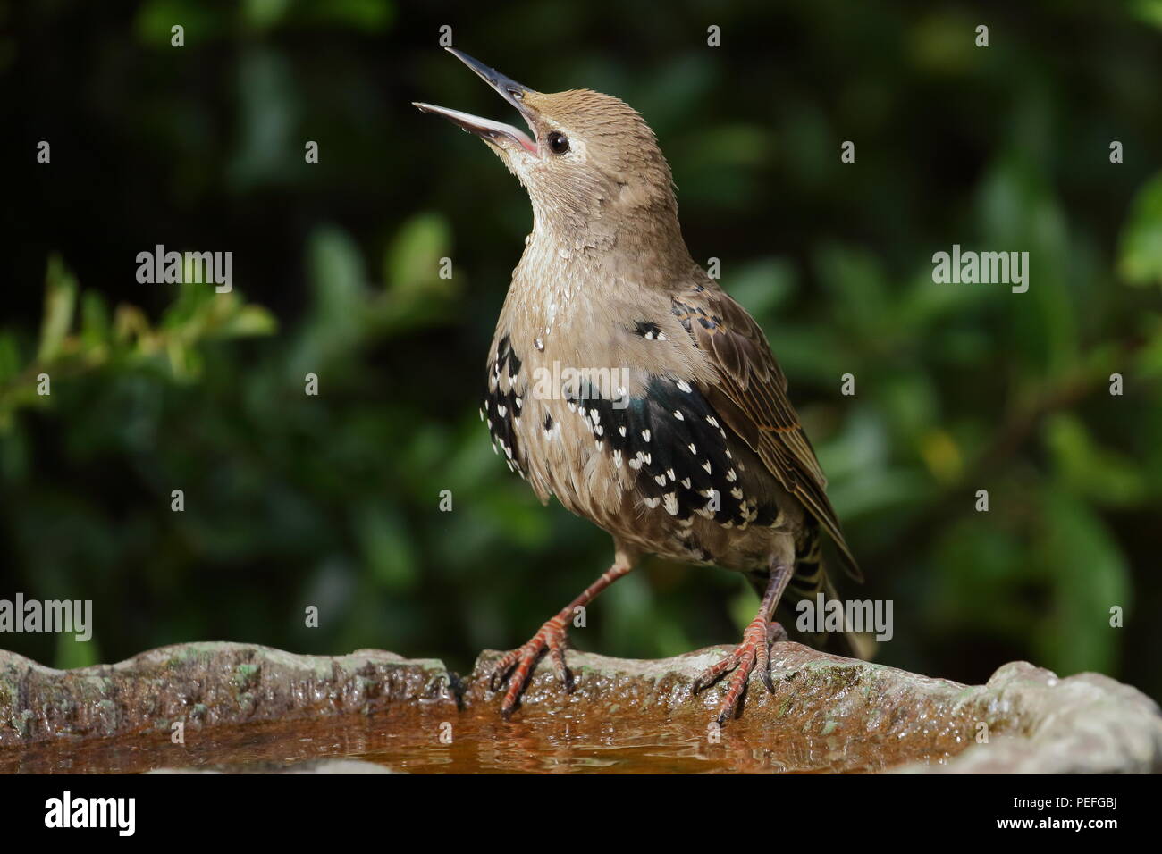 Starling uk drinking hi-res stock photography and images - Alamy