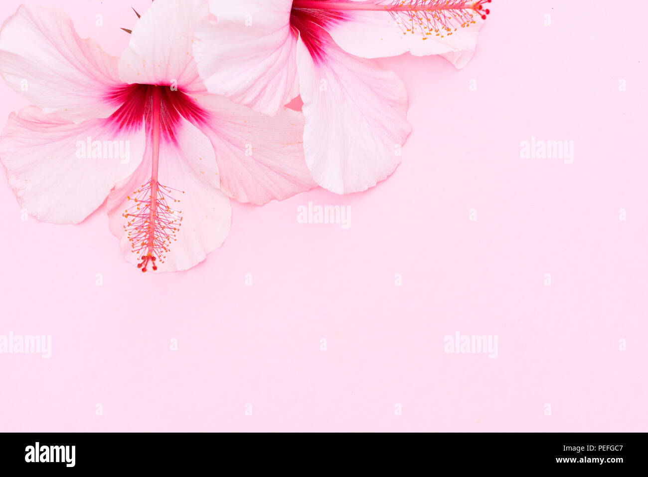 Wellness background with hibiscus flower Stock Photo - Alamy