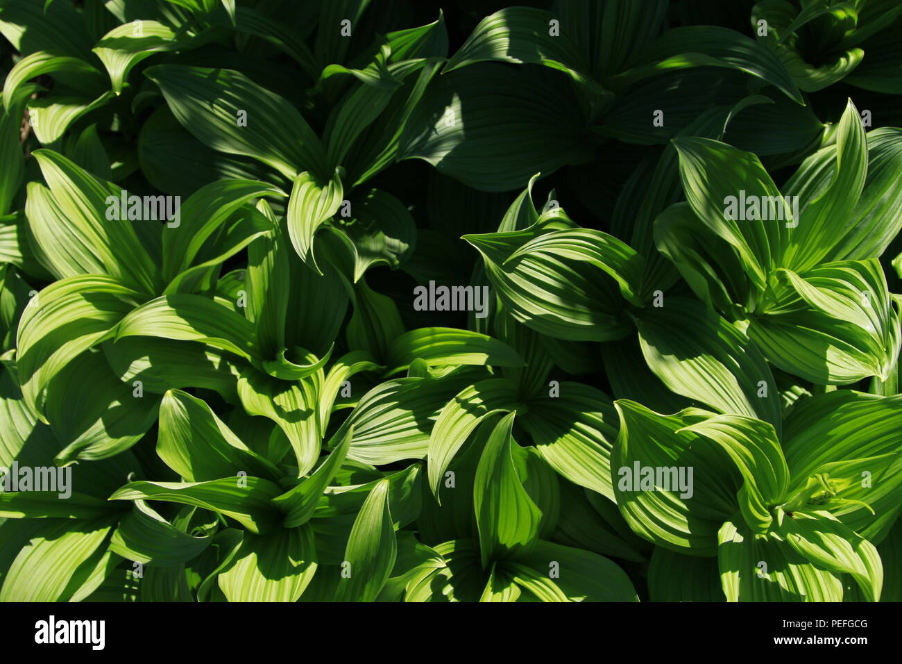 Indian Hellebore, Glacier National Park, Montana, USA Stock Photo - Alamy