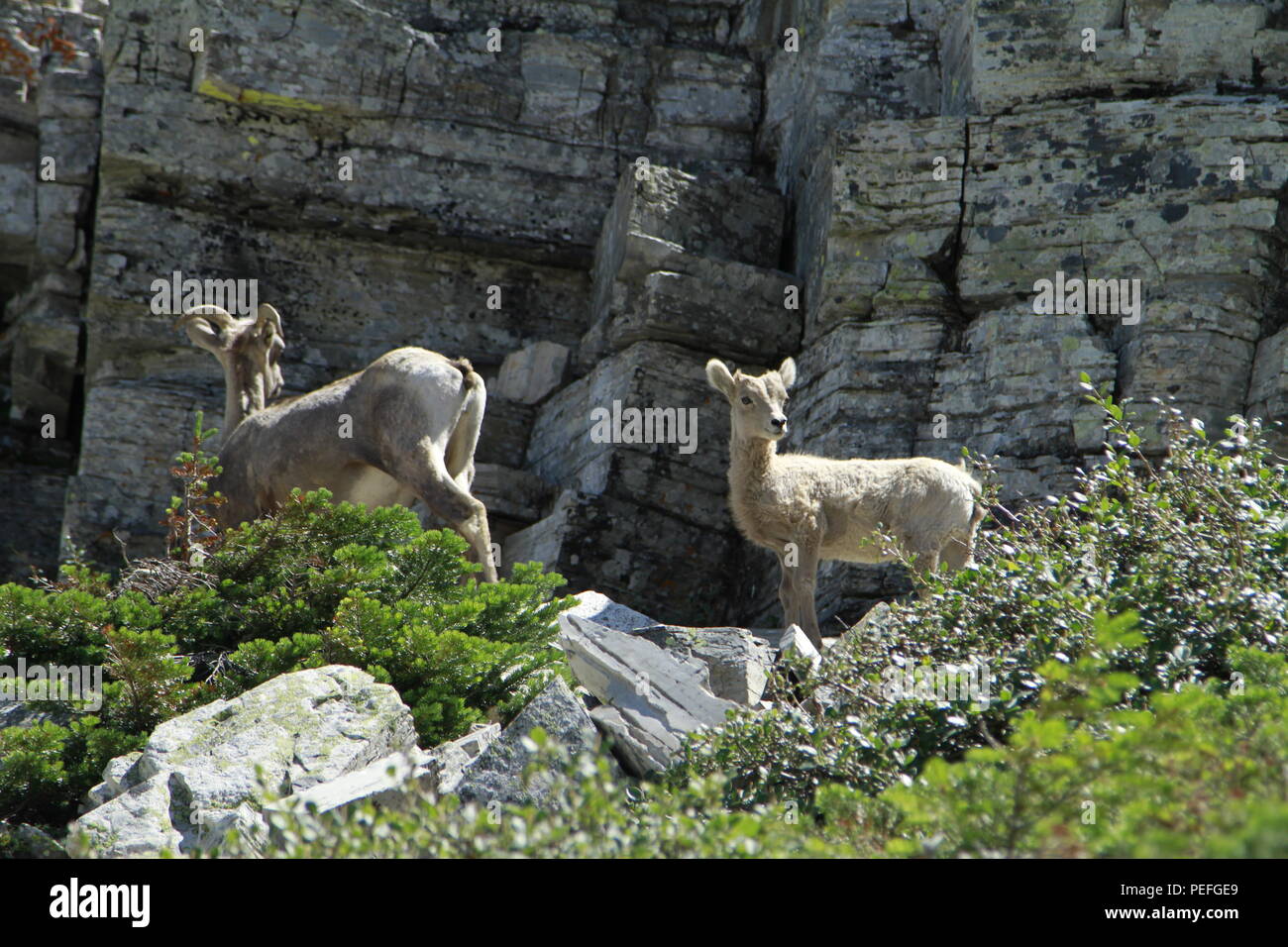 Big horn sheep in the Glacier High Country, Triple Divide Pass, Glacier ...