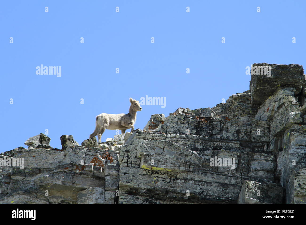 Big horn sheep in the Glacier High Country, Triple Divide Pass, Glacier ...