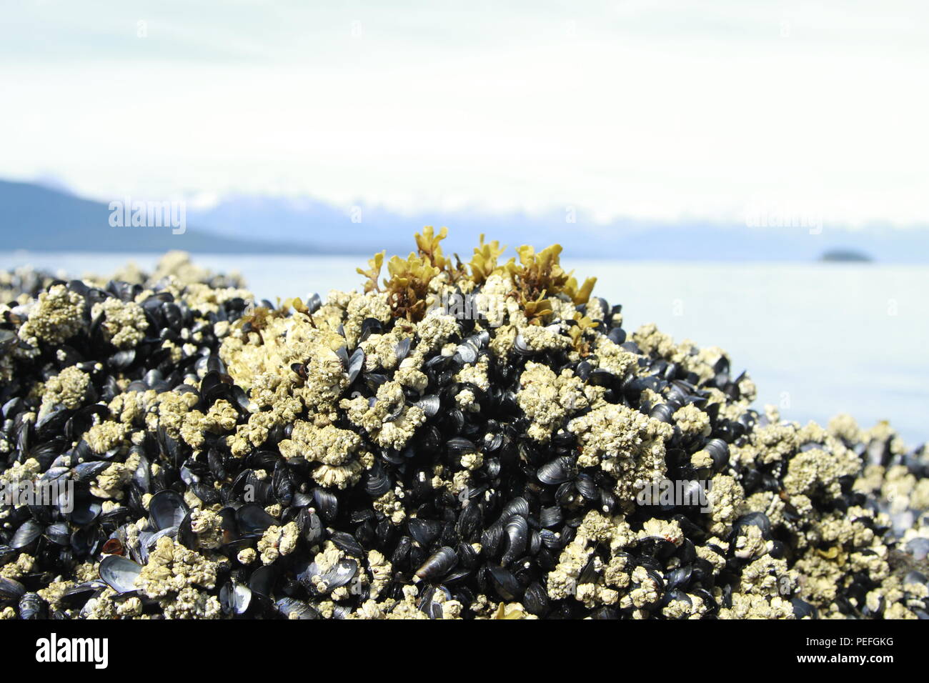 Barnacles Alaska High Resolution Stock Photography and Images - Alamy