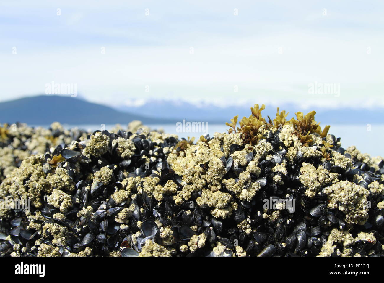 Clusters of mussels and barnacles on the shores of Southeast Alaska ...