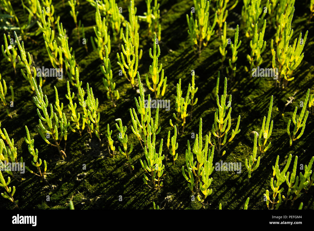 Wild Samphire or Glasswort (Salicornia europaea), Wales, UK Stock Photo ...