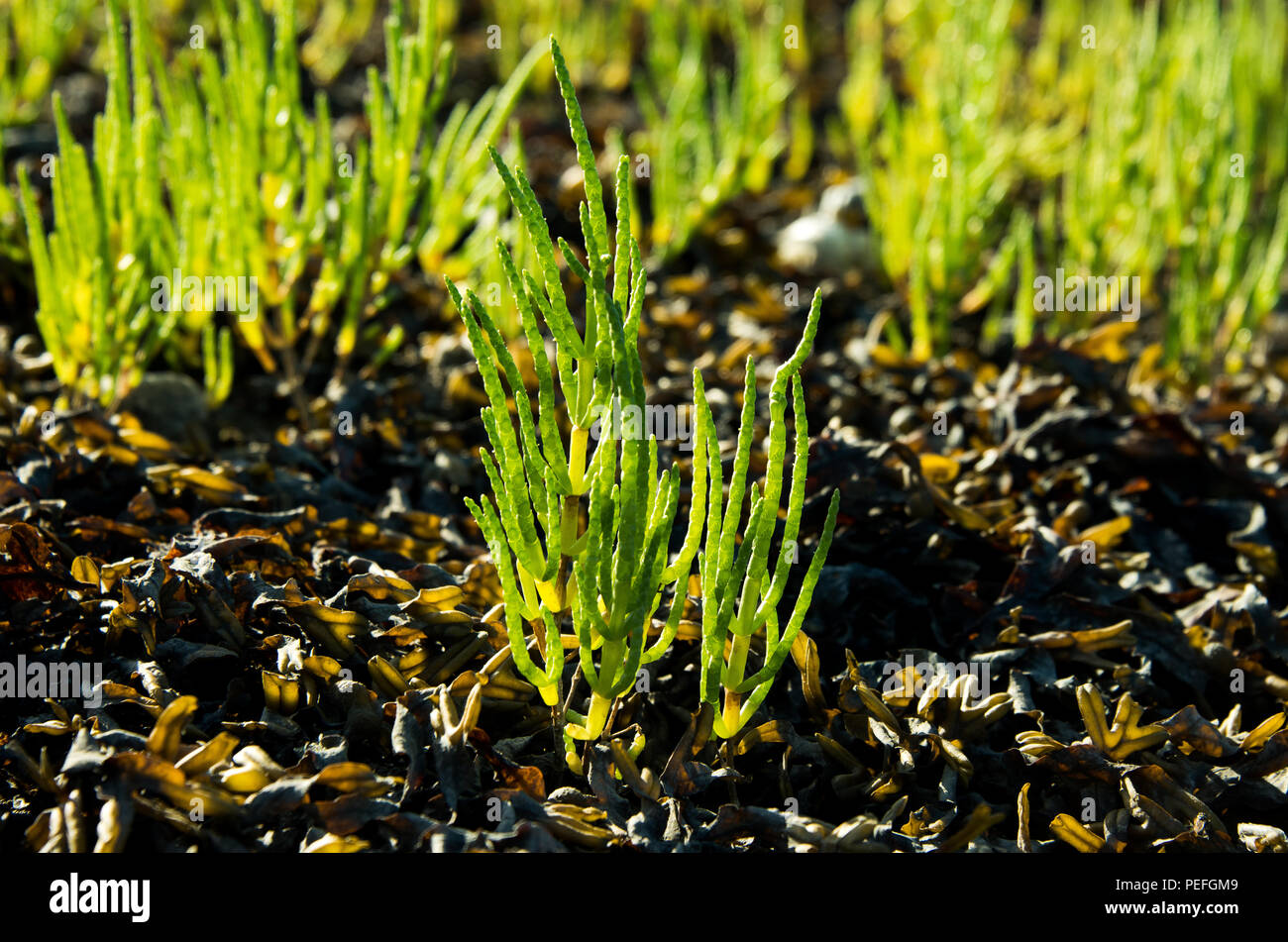 Succulent halophytes hi-res stock photography and images - Alamy