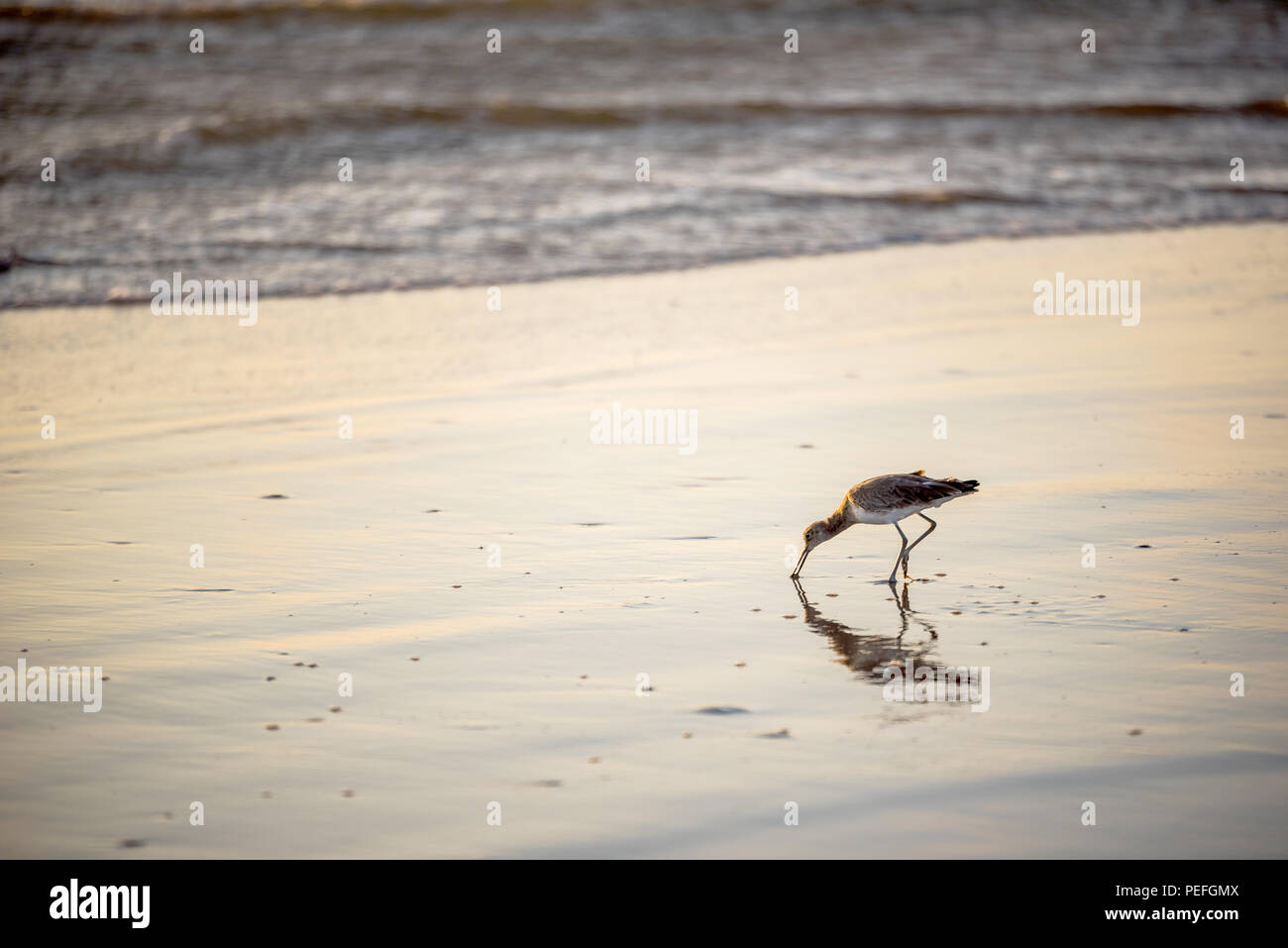 Padre island texas bird hi-res stock photography and images - Alamy