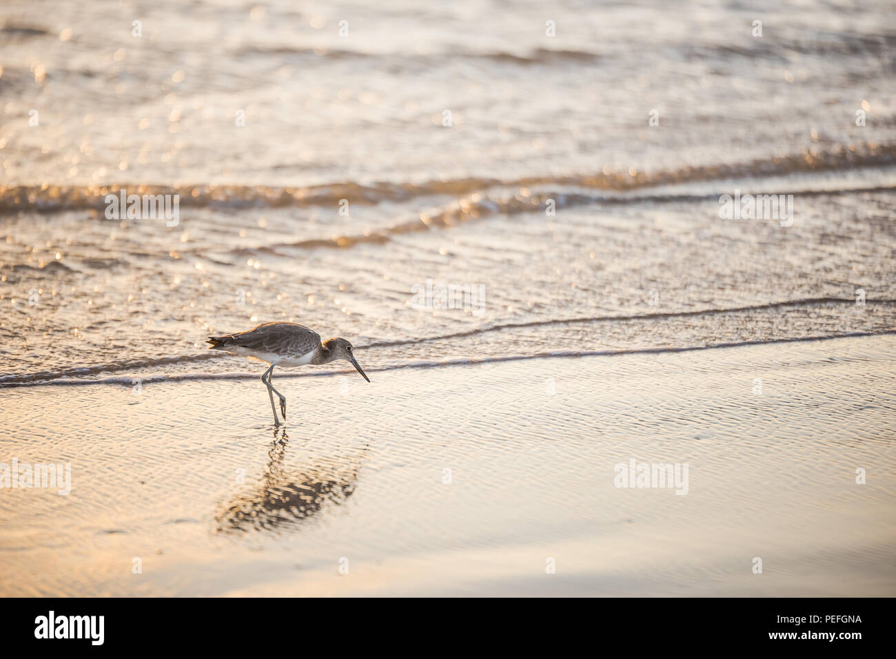 A bird feeding on a beach on Texas Gulf Coast at sunrise Stock Photo ...