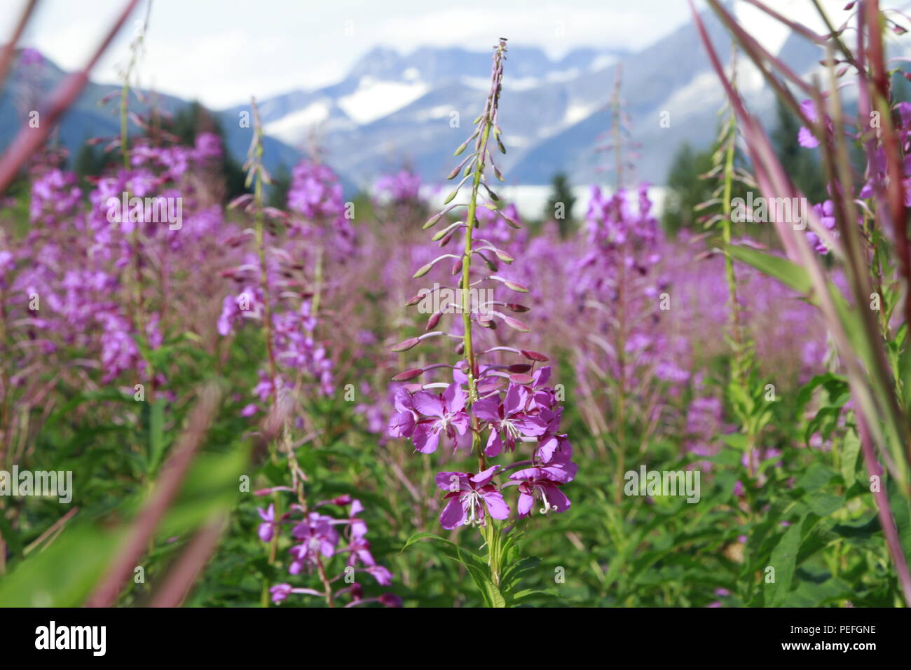 Temperate Rainforest Fireweed
