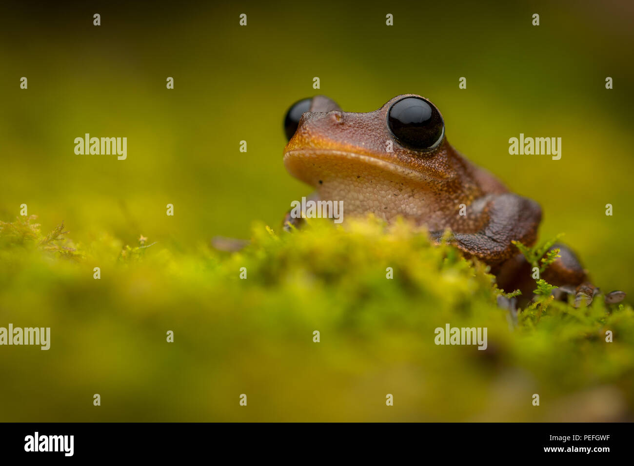Wildlife Cairns High Resolution Stock Photography and Images - Alamy