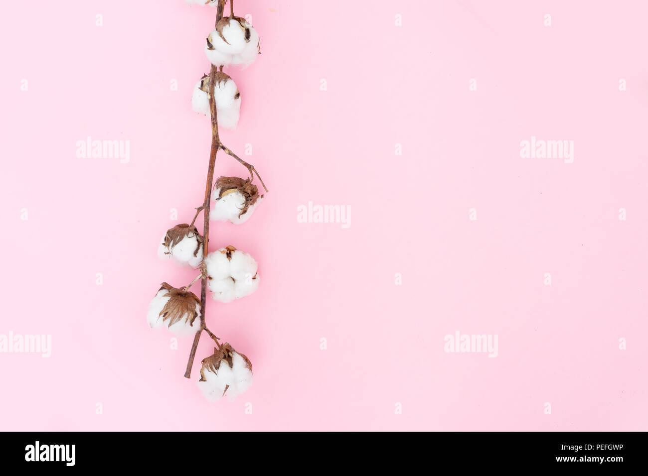 Raw cotton branch Stock Photo - Alamy