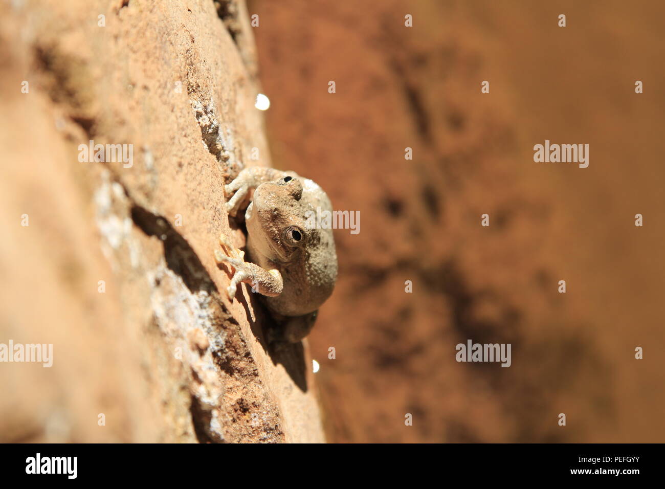 Canyon Toad in the depths of Dark Canyon, Bears Ears National Monument ...