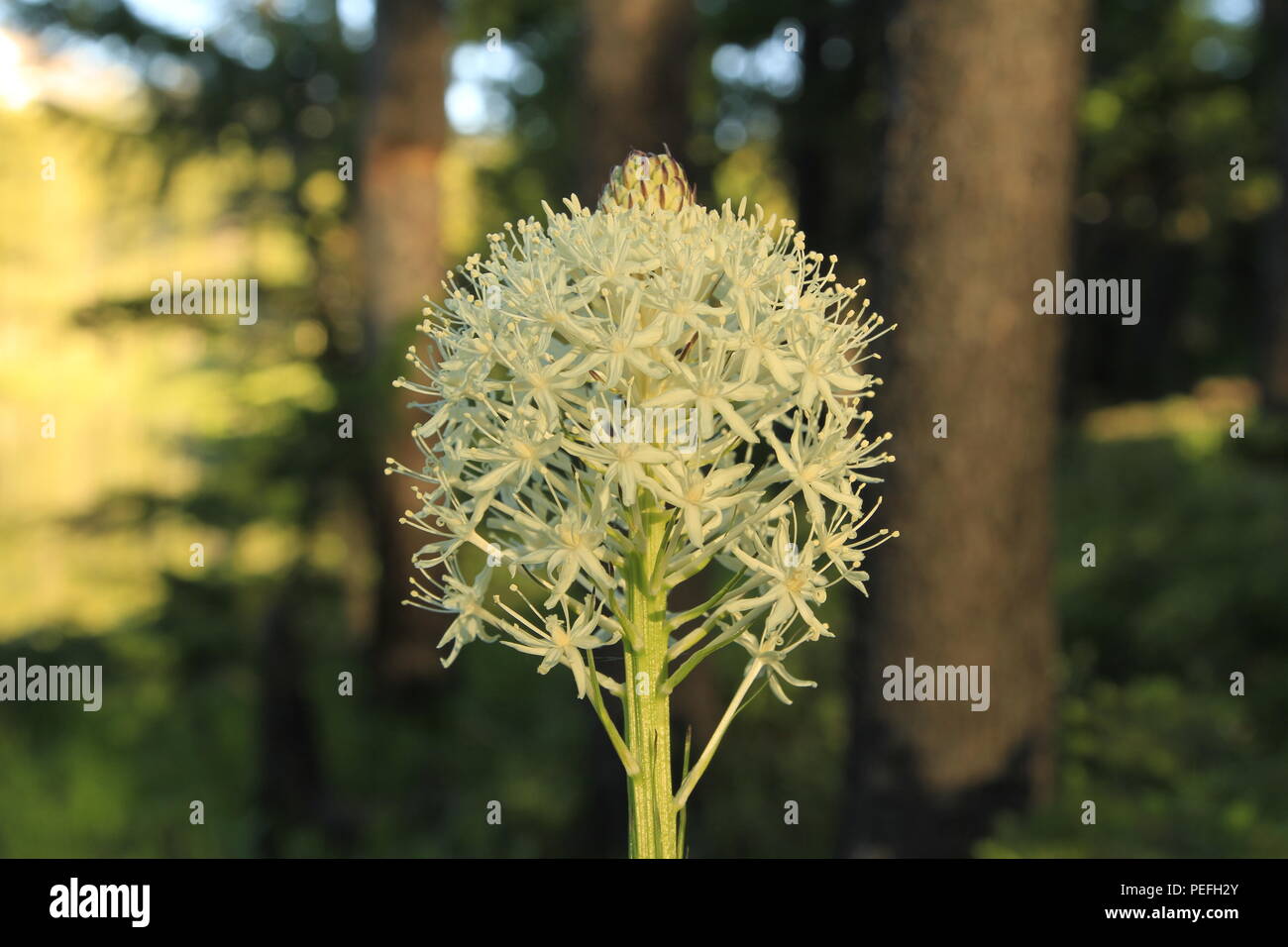 The northern rockies hi-res stock photography and images - Alamy