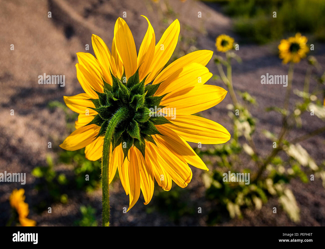 The backside of a daisy that is bright from lighting through the flower ...