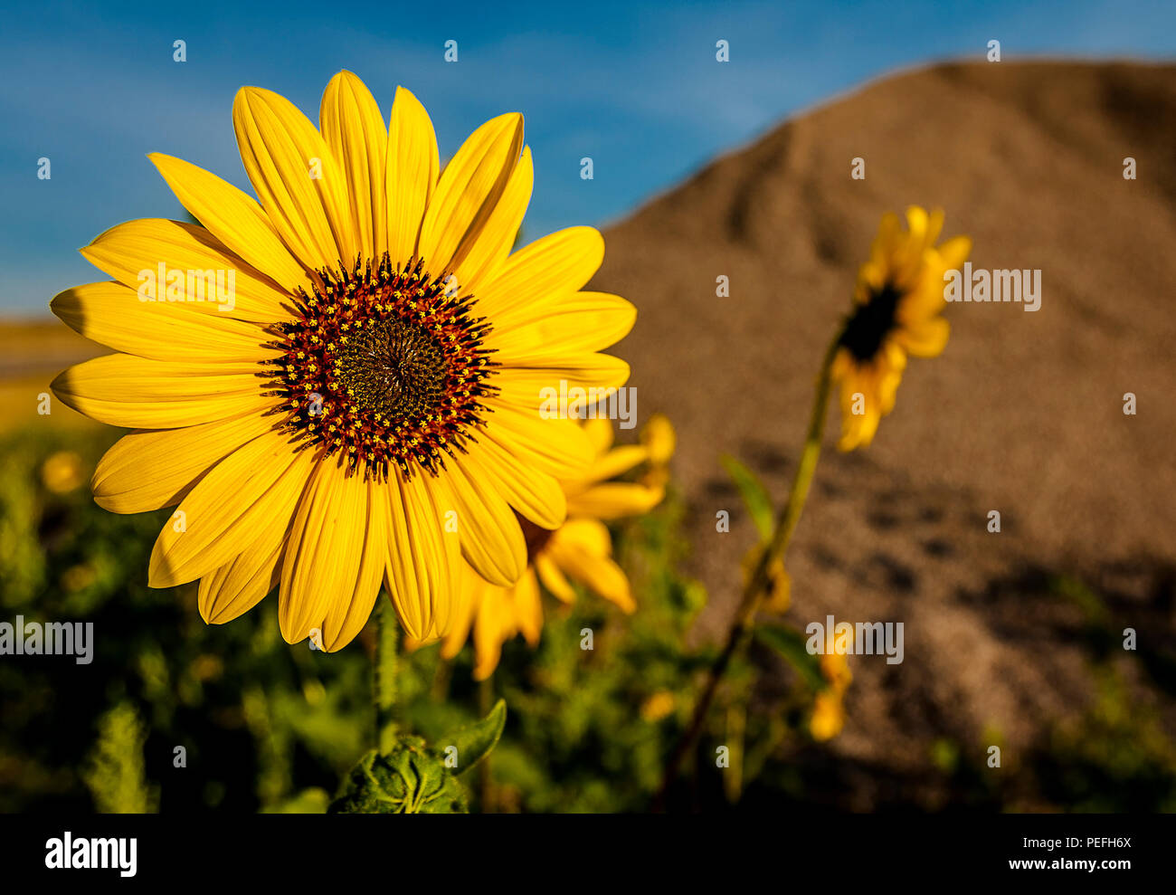One sharp yellow daisy in a sand mound in southern Wyoming Stock Photo ...