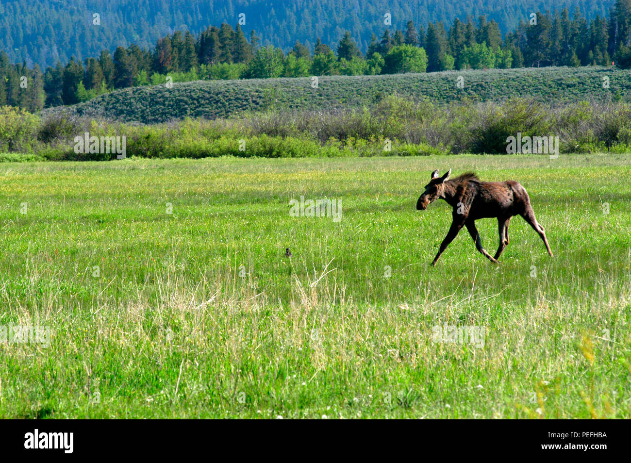 Moose runs across field in Wyoming Stock Photo - Alamy