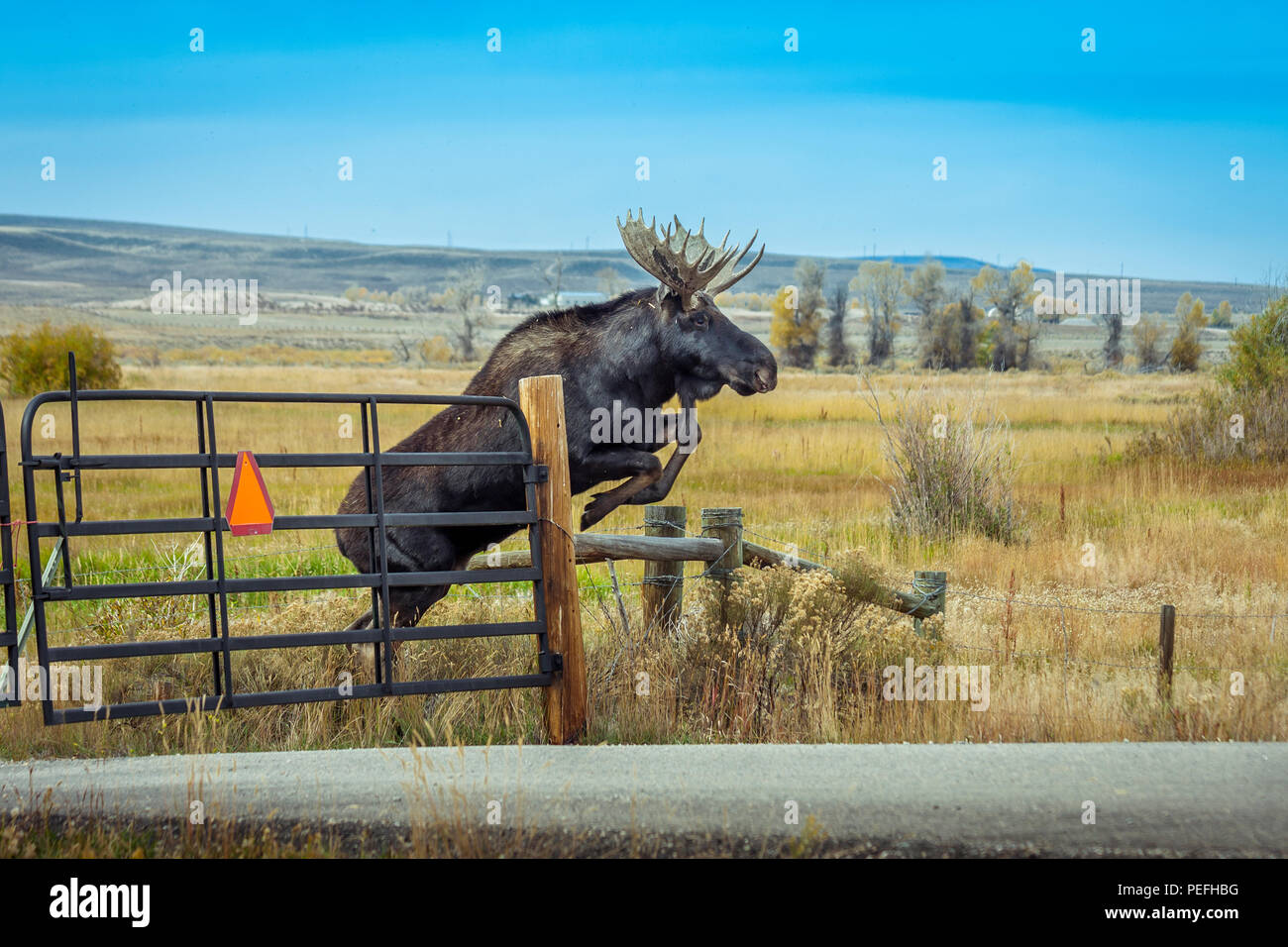 Moose jumping gate hi-res stock photography and images - Alamy