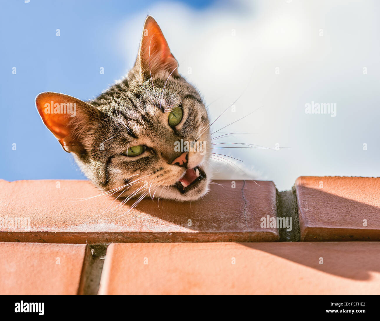 Domestic cat on the brick fence Stock Photo - Alamy