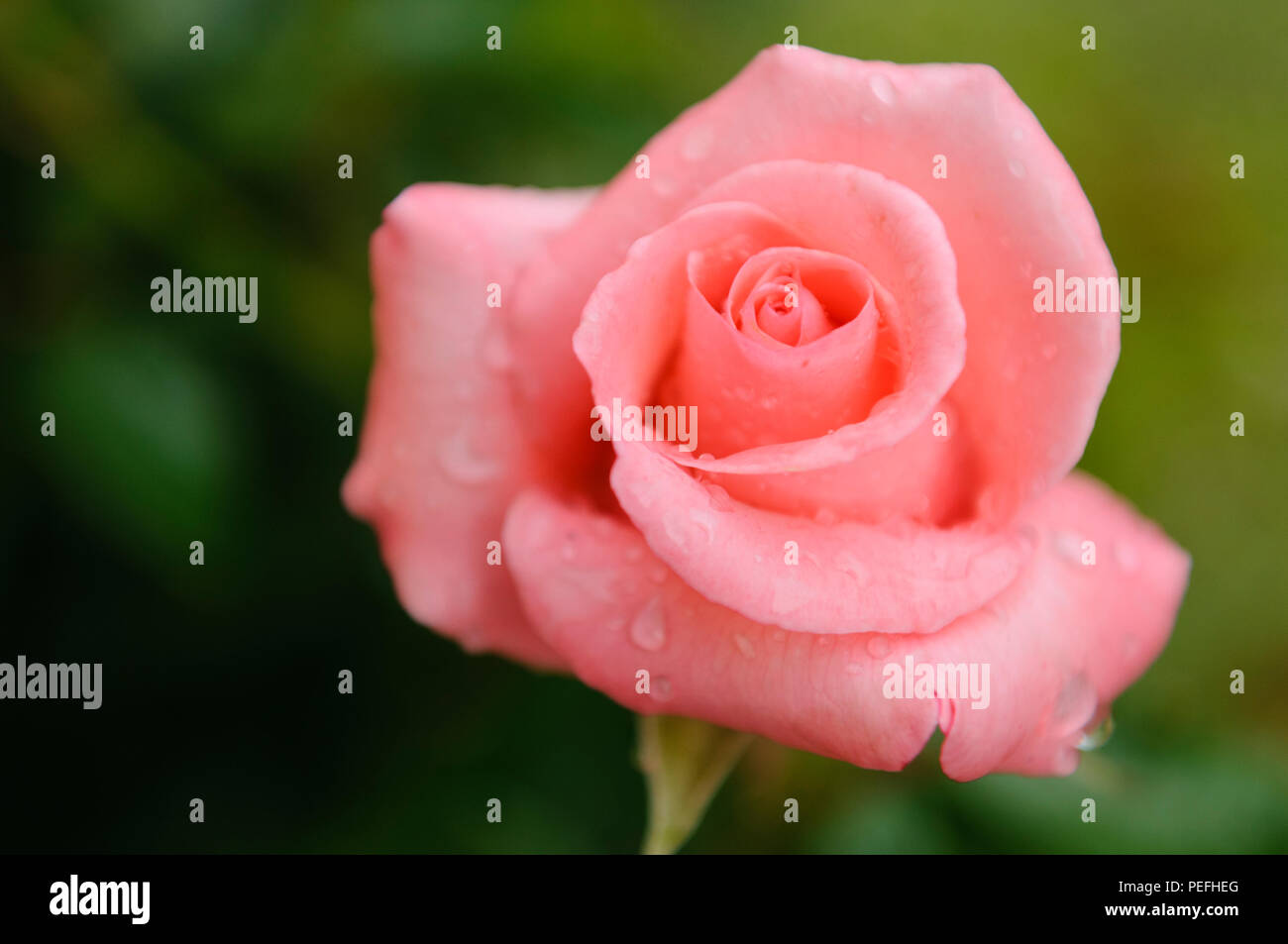 Flora rose hi-res stock photography and images - Alamy