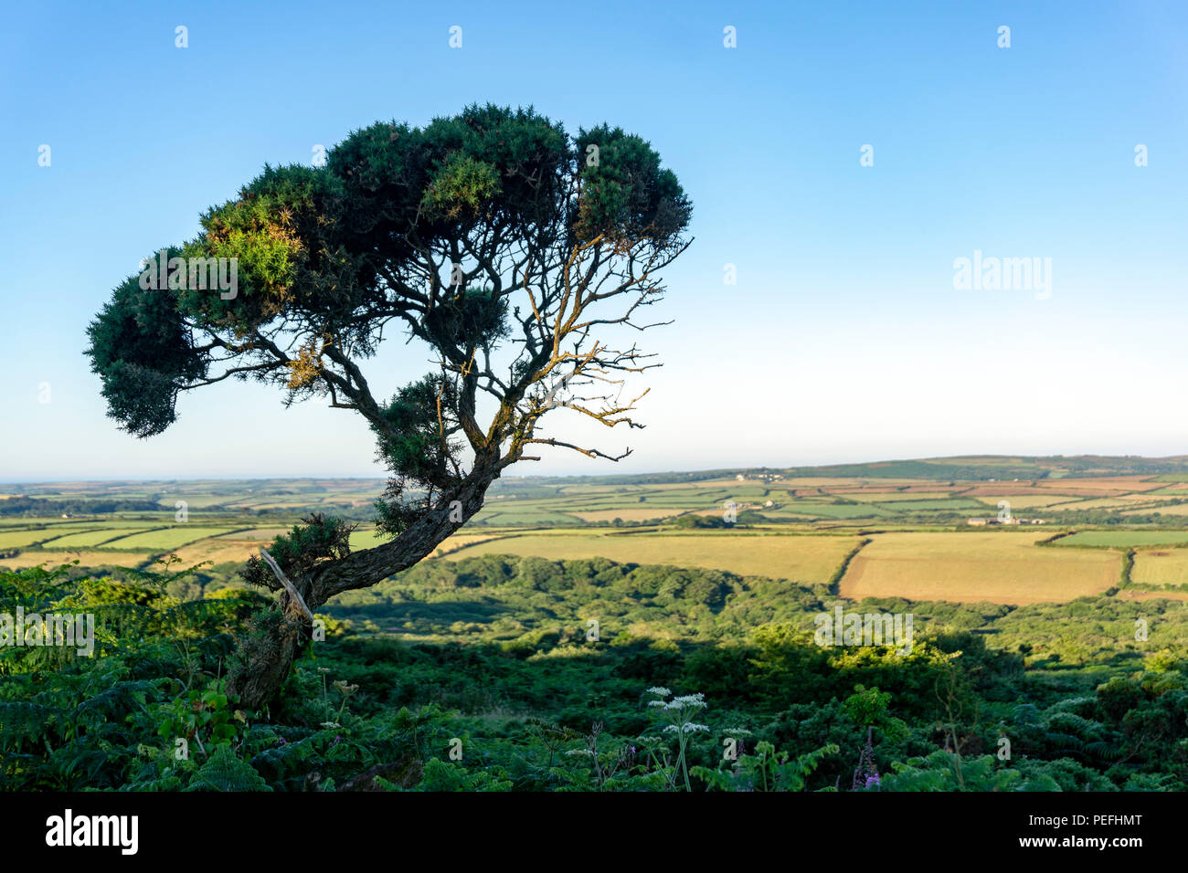 Windswept Tree High Resolution Stock Photography and Images - Alamy