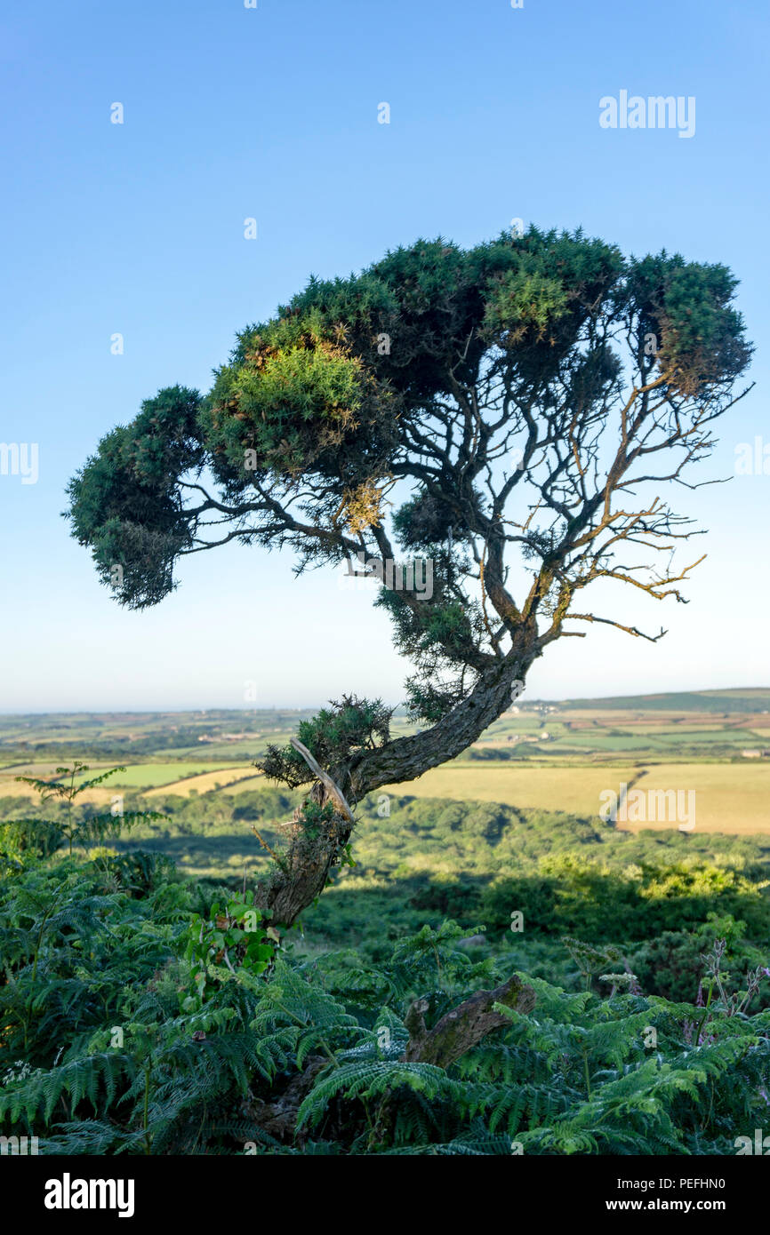 Windswept Tree Uk Stock Photos & Windswept Tree Uk Stock Images - Alamy