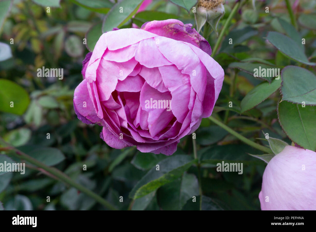 Roses in a garden in the Germoe area of Cornwall, UK Stock Photo - Alamy