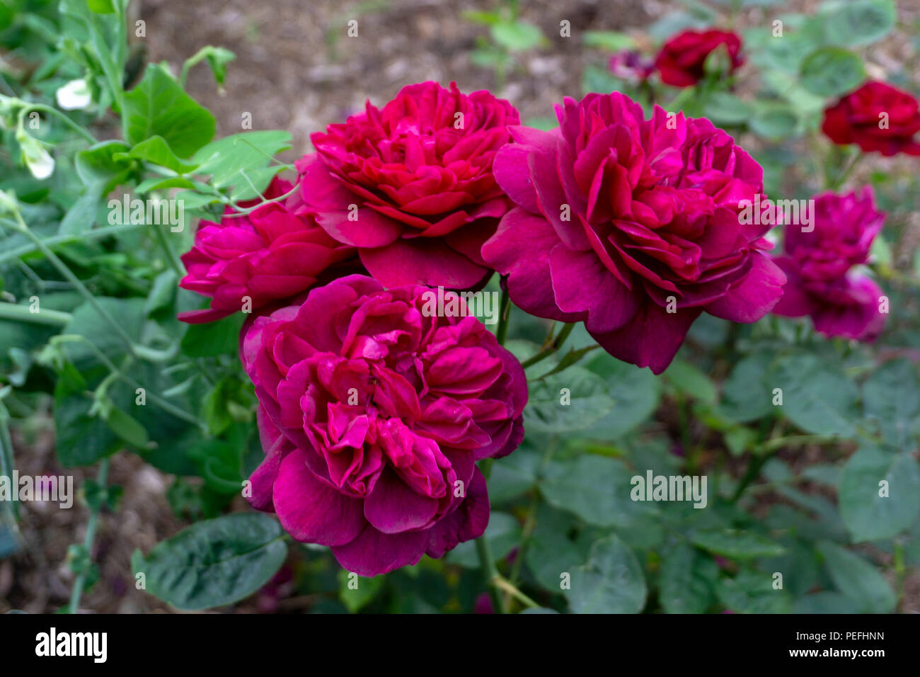 Roses in a garden in the Germoe area of Cornwall, UK Stock Photo - Alamy