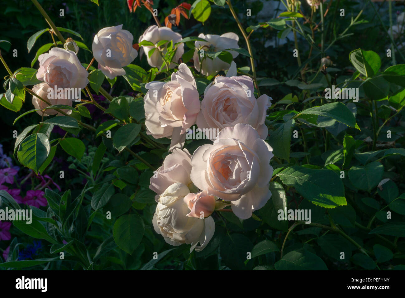 Roses in a garden in the Germoe area of Cornwall, UK Stock Photo - Alamy