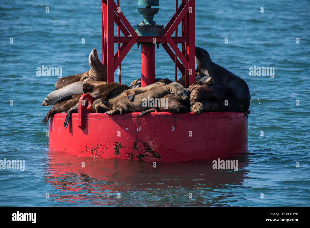 Sea lions squeezed into full capacity on the dry surface of the ...
