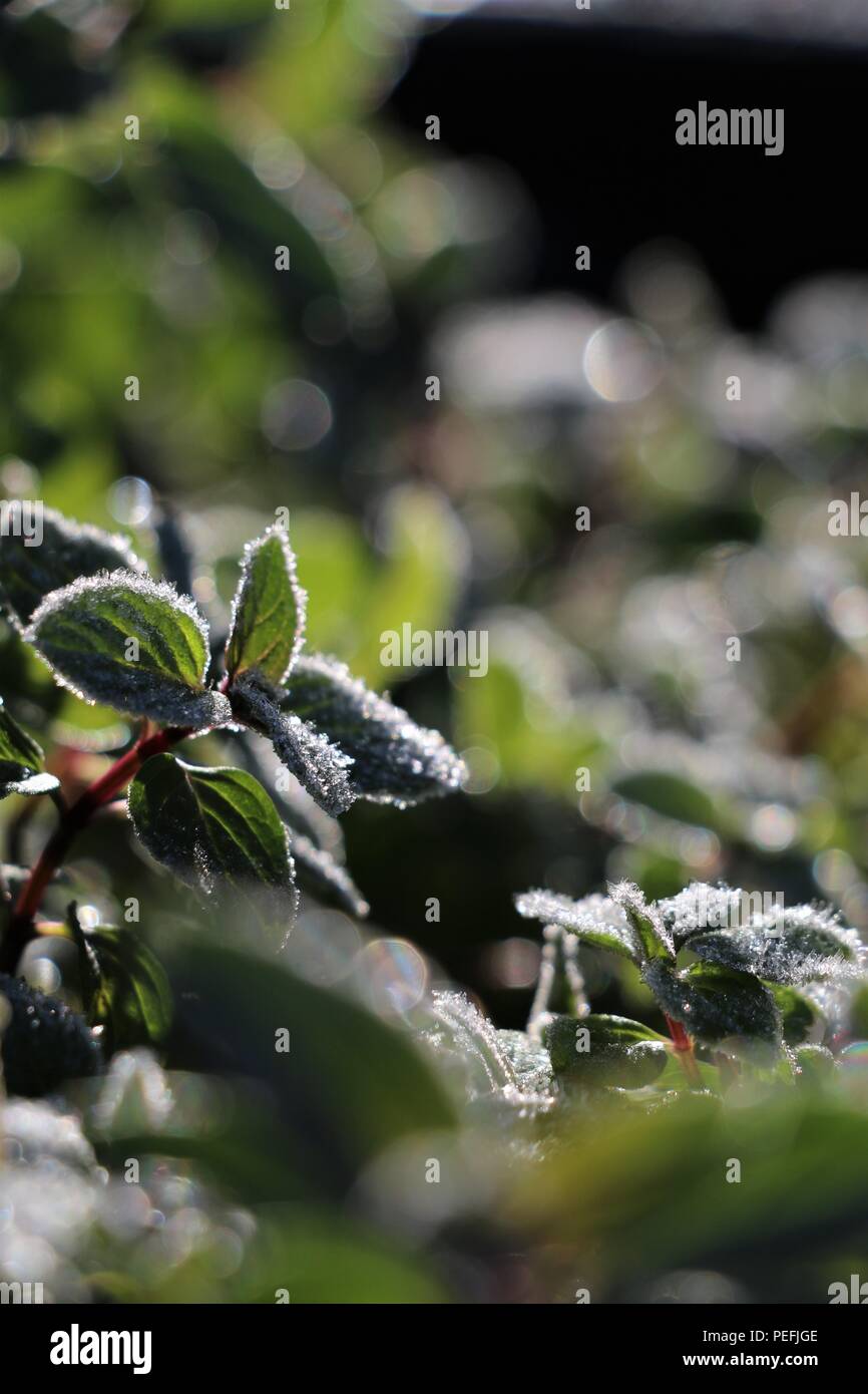 Frosted mint hi-res stock photography and images - Alamy
