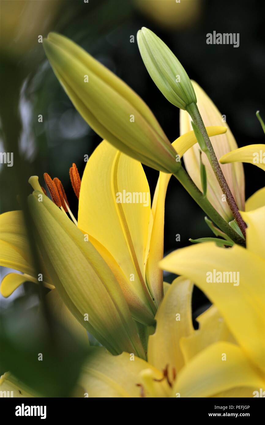 Lily blooming hi-res stock photography and images - Alamy