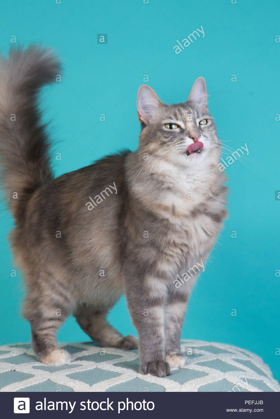 Cat Squinting Eyes Stock Photos & Cat Squinting Eyes Stock Images - Alamy