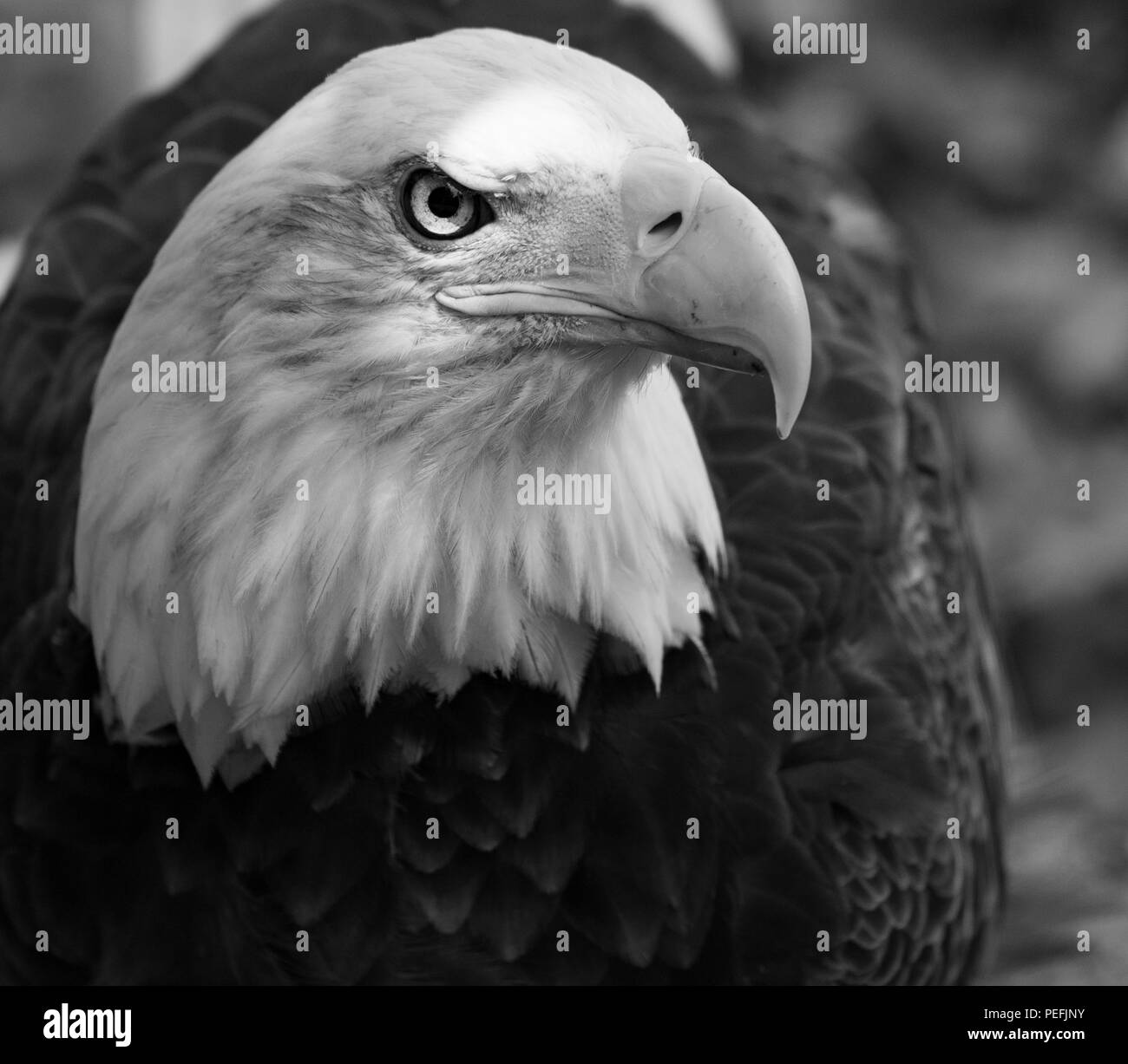 Portrait of an Eagle Stock Photo - Alamy
