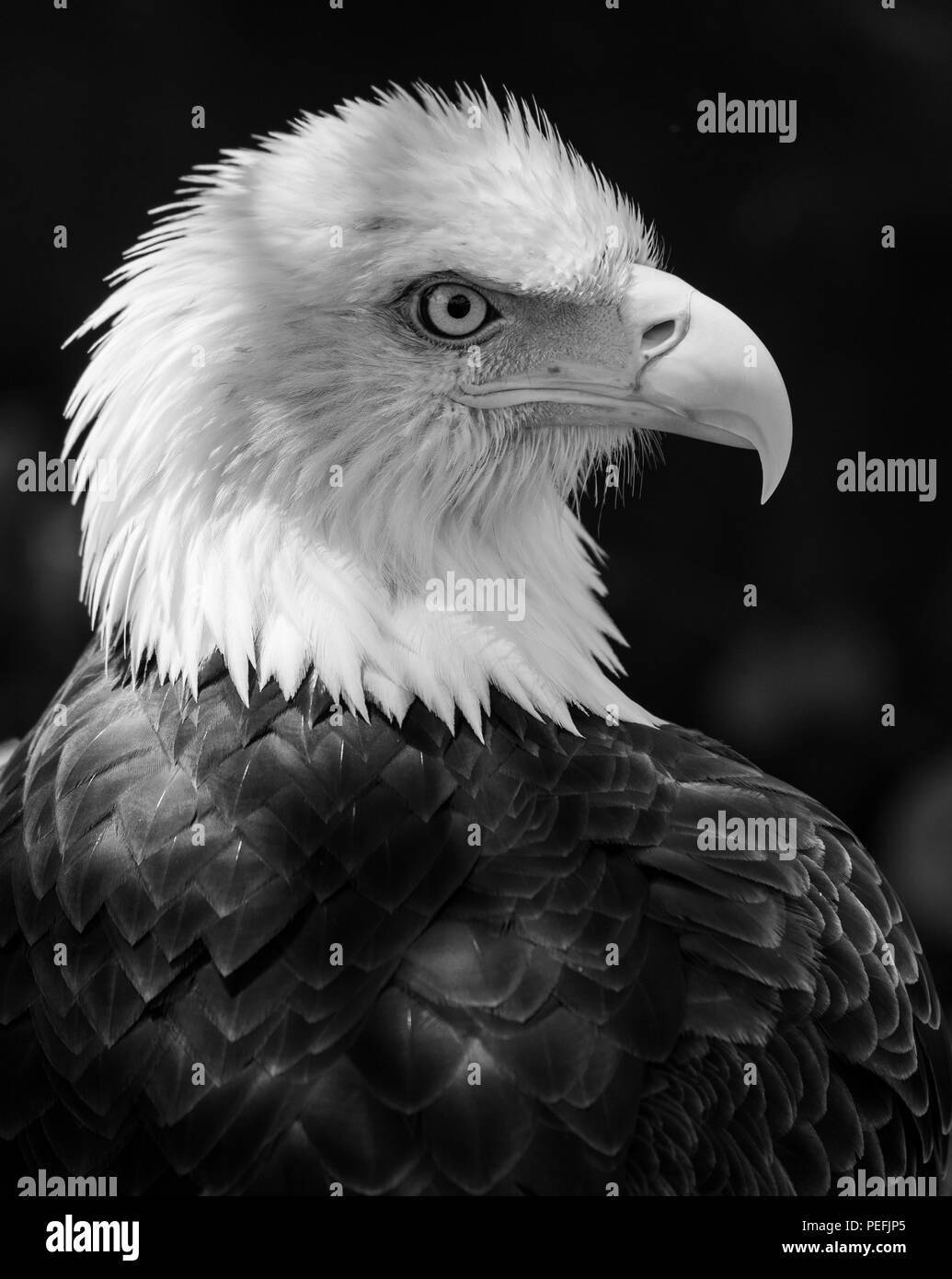 Bald eagle beak Black and White Stock Photos & Images - Alamy