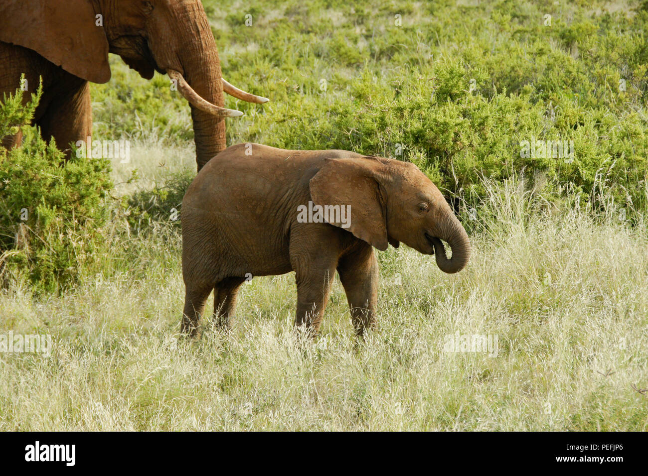Elephant and calf feeding in bush; Samburu Game Reserve, Kenya Stock ...