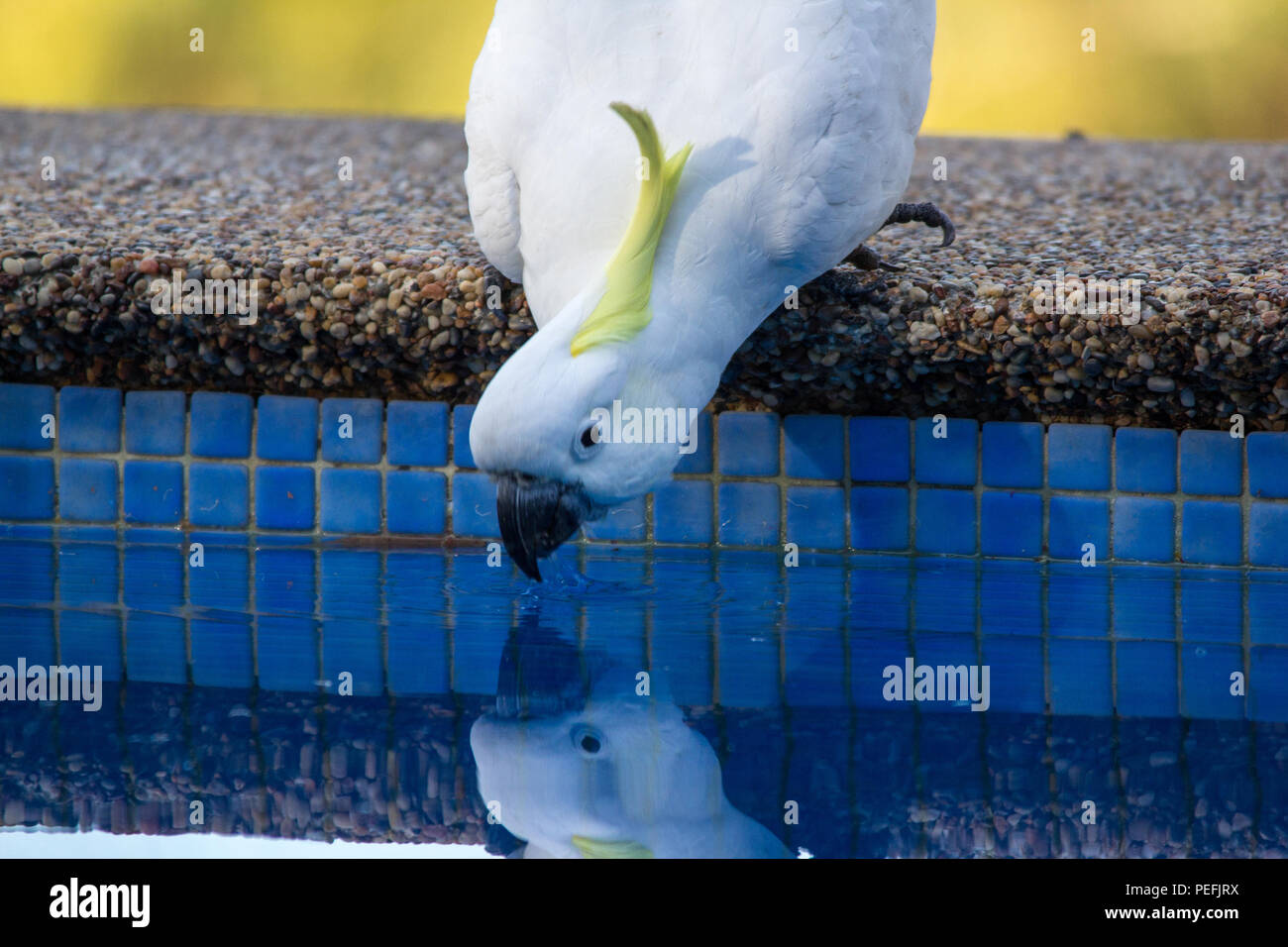Sulphur crested cockatoo drinking water from a pool Stock Photo - Alamy
