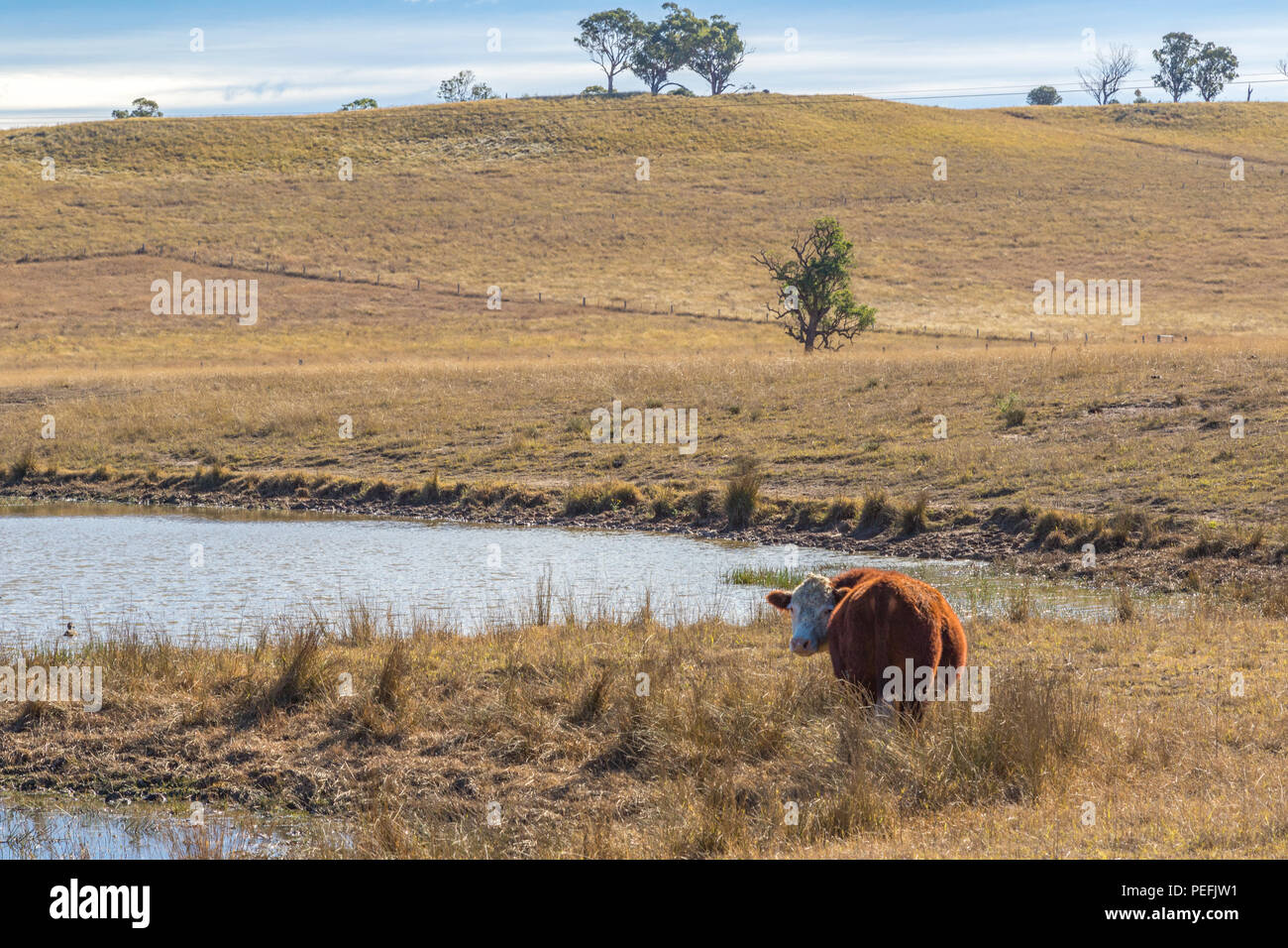 Cows in paddock with rows of grapevines Stock Photo - Alamy