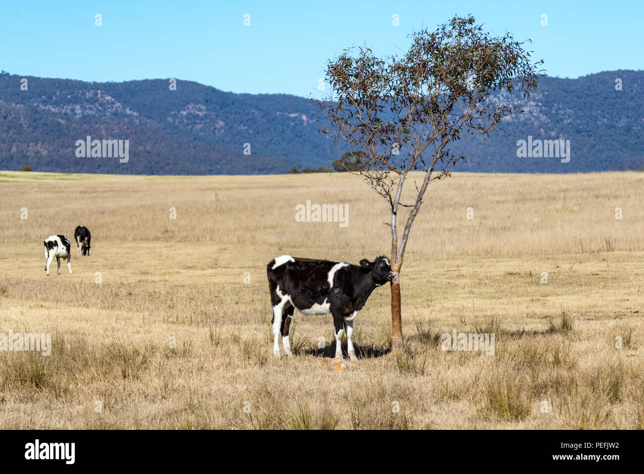 Cows in paddock with rows of grapevines Stock Photo - Alamy