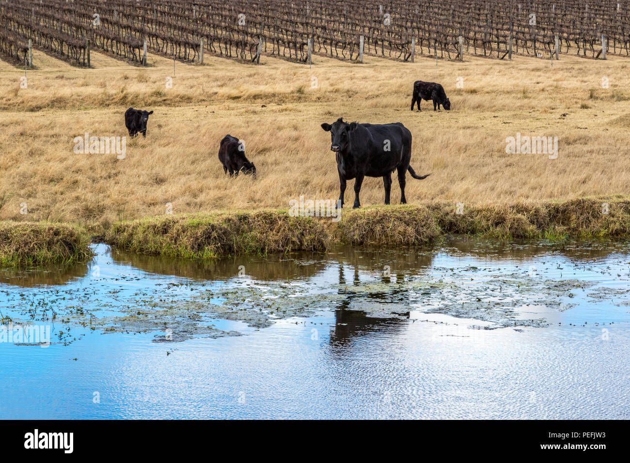 Cows in paddock with rows of grapevines Stock Photo - Alamy