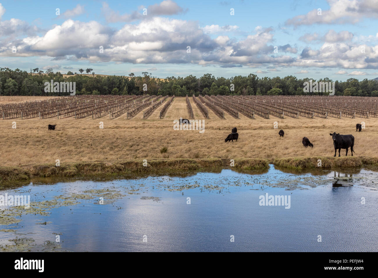 Cows in paddock with rows of grapevines Stock Photo - Alamy